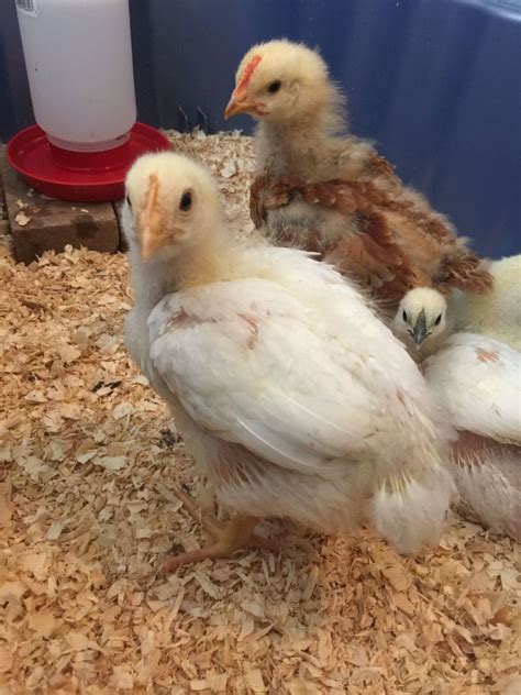 Help Identifying 4 Week Old Chick Backyard Chickens Learn How To Raise Chickens