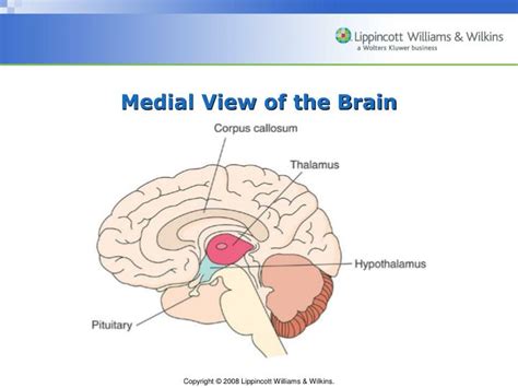 Ppt Chapter 60 Assessment Of Neurologic Function Powerpoint Presentation Id 2972424