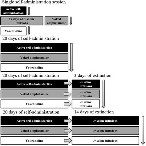 Experimental Design For Behavioral Experiments Vertical Arrows
