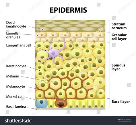 Ilustrasi Stok Cell Epidermis Layers Epidermis Structure Human