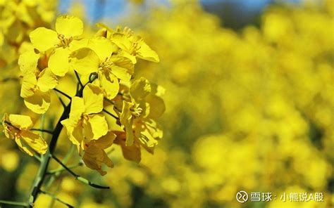 中概，明日黄花，何时反弹？ 中概互联网etf 中概互联网etfsh513050 去年就在雪球发过一篇坚定看空中概互联的文章，还被