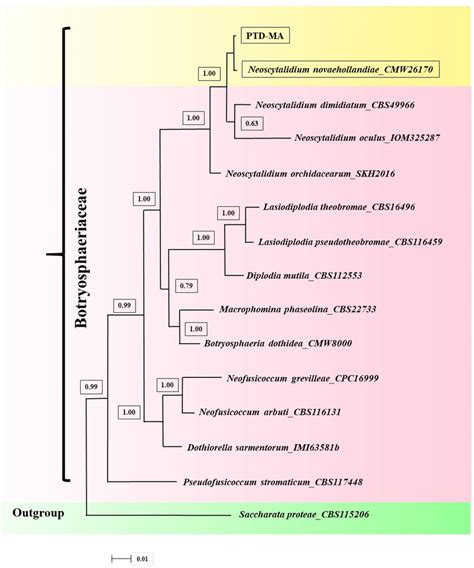 bayesian tree inferred under the gtr g model from the combined