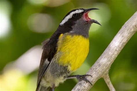 20 Facts About Adaptive Evolution