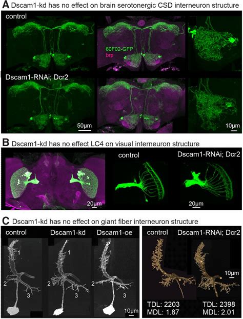 Interneuron Structure