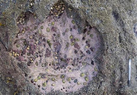 Huellas De Dinosaurios En La Isla Escocesa De Skye Arrojan Luz Sobre La