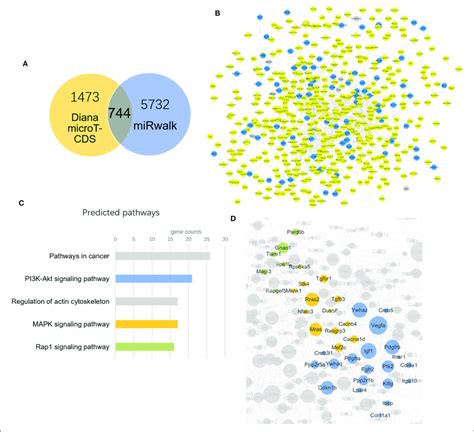 Target Genes Prediction And Network Construction A Venn Diagram Of