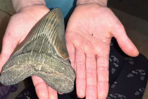 Girl 9 Finds Megalodon Shark Tooth Fossil At Least 3m Years Old