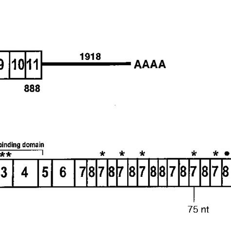 Kozak Sequence Contexts Surrounding The A3a M1 And M13 Initiation Codons Download Table