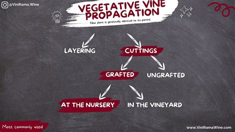 Unearthing Vegetative Vine Propagation Cuttings And Layering Unearthing Vegetative Vine Propagation Cuttings And Layering