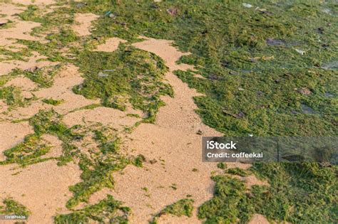Seaweed Or Algae Beached On The Beach As A Result Of Global Warming Sea Water Temperature Rises