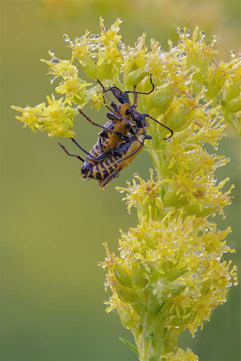 Mating Pennsylvania Leatherwings On Goldenrod Flowers Macroclose Up