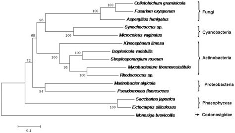 The Tree Was Obtained By The Neighbor Joining Algorithm Using The Mega Download Scientific