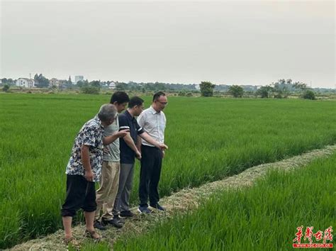聚焦种业创新 农技专家深入田间地头 综合新闻 华声在线岳阳频道