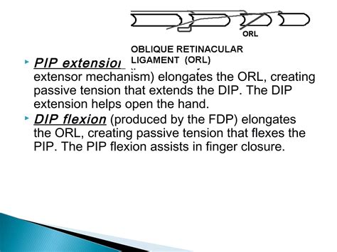Extensor Apparatus Hand Ppt
