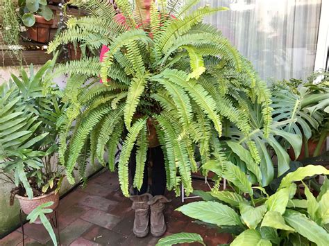 Tipos De Helechos Como Plantas De Interior Tipos De Helechos Conoce