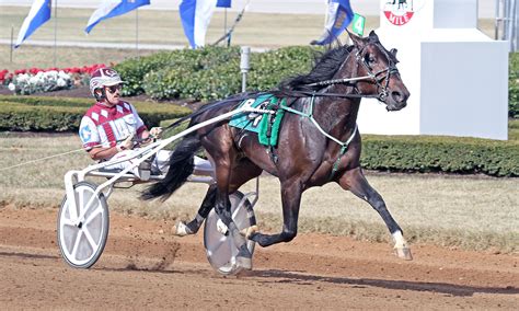 Lucky Chucky – Stallions Australasia