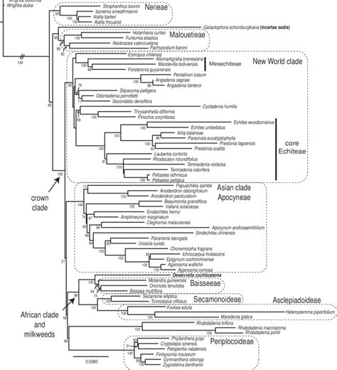 Fig S Maximum Likelihood Tree Of Species Relationships Based On Download Scientific Diagram