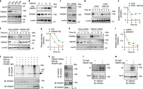 ELF5 Regulates FBXW7 Mediated Destabilization Of IFNGR1 In TNBC A
