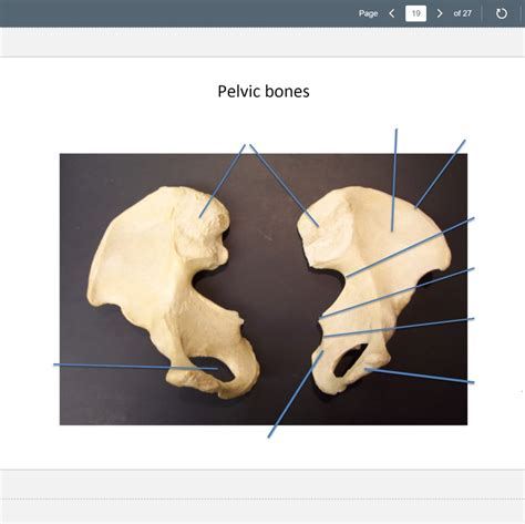 Pelvic Bones Diagram Quizlet