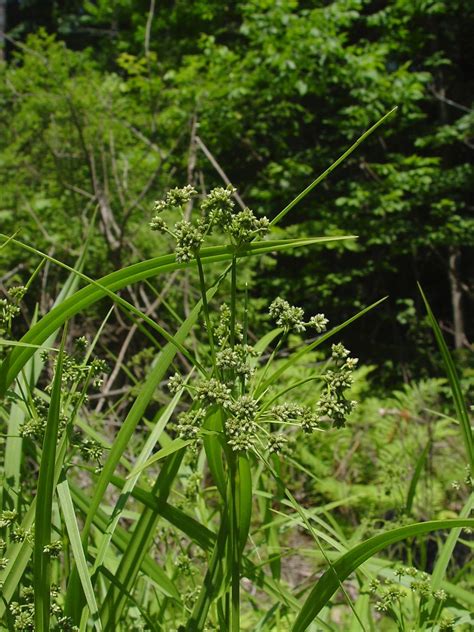 Scirpus Atrovirens Dark Green Bulrush Go Botany