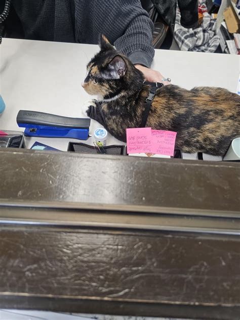 Queen Ruby R Calicokittys