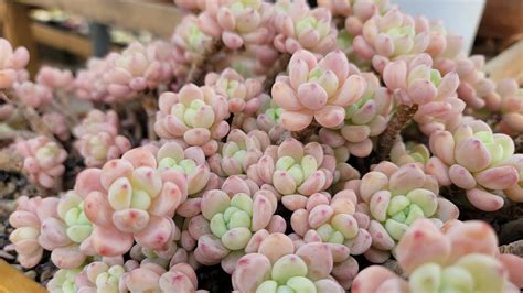 방문구매 다육이4포트5000원 부용 까라솔 우주목계절금 워터메리 인천선녀와나무꽃 Youtube