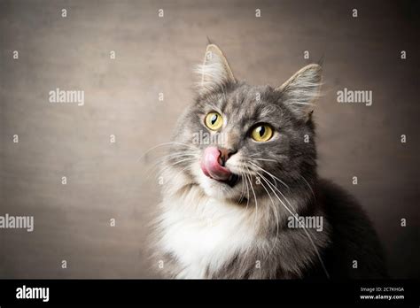 Portrait Of A Cute Blue Tabby White Maine Coon Cat Sticking Out Tongue