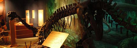 Fossils Show Stasis And No Transitional Forms The Institute For Creation Research