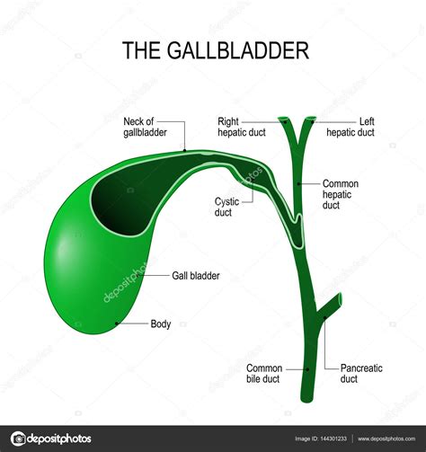 Diagram Of The Gallbladder