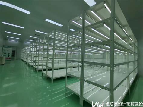 组培各个阶段激素（生长素，细胞分裂素，赤霉素）的作用和比例 哔哩哔哩