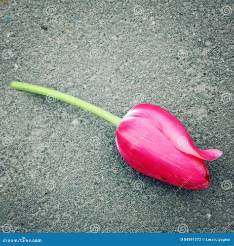 Gevallen Tulp Oude Foto Roze Bloem Op Het Asfalt Close Up Stock Foto