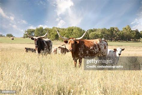 Texas Longhorn Colors Photos And Premium High Res Pictures Getty Images