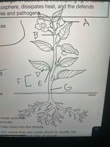 Bio 106 Exam 1 Flashcards Quizlet