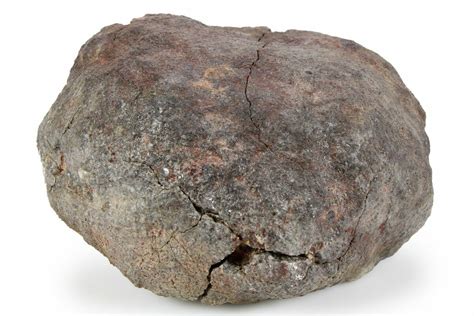 4 4 Silurian Fossil Crinoid Scyphocrinites Lobolith Morocco 257083 For Sale