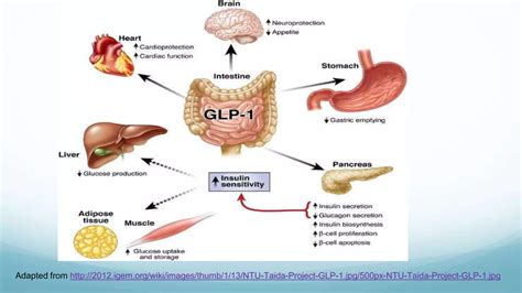 Glp 1 Agonist Pptx