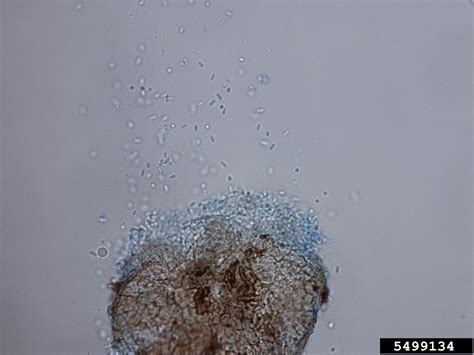 Phoma Blights Genus Phoma Sacc