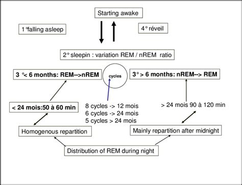 The Building Of The Normal Sleep Architecture In Humans Download