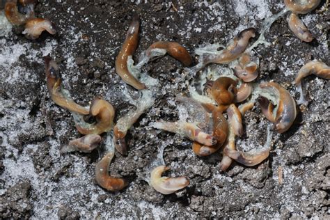 Do Snails Crawl Or Slither Snailpedia