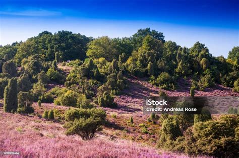 꽃이 만발한 헤더 자연 보호 구역이있는 풍경 Lueneburg Heath 니더작센 독일 유럽 0명에 대한 스톡 사진 및 기타