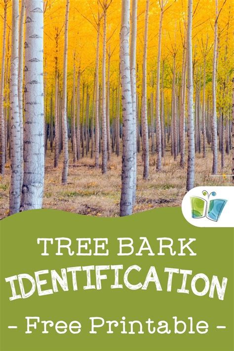 Tree Bark Identification Tree Bark Identification Tree Bark Ohio Trees