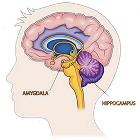 male female differences in the development of brain hubs involved in