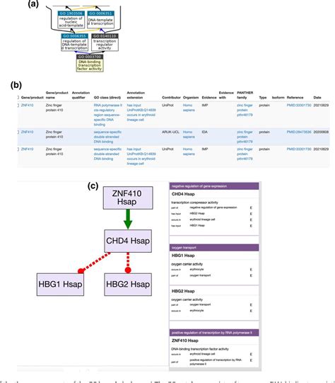 figure 1 from the gene ontology knowledgebase in 2023 semantic scholar