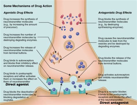 Psy 304 Midterm 2 Flashcards Quizlet