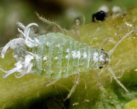Prociphilus Fraxinifolii Leafcurl Ash Aphid Identification Images Ecology Control