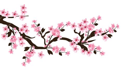 Premium Vector Free Vector Cherry Blossom Background