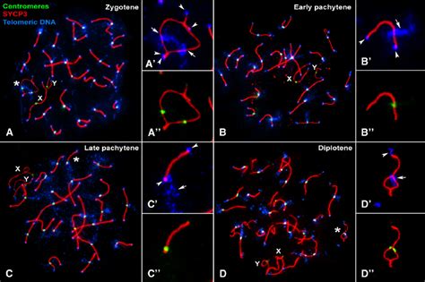 Double Immunolocalization Of Centromeric Proteins Green And Sycp3