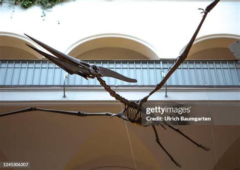 Palaeontological Museum Munich Photos And Premium High Res Pictures Getty Images