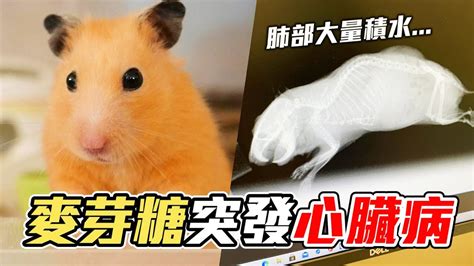 維鼠日記麥芽糖突發心臟病醫生說無法根治 維特 119 YouTube