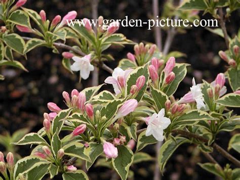 Weigela Nana - JungleKey.fr Image