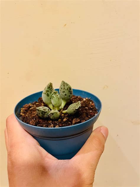 多肉 請問海豹好不好孵呢 植物板 Dcard